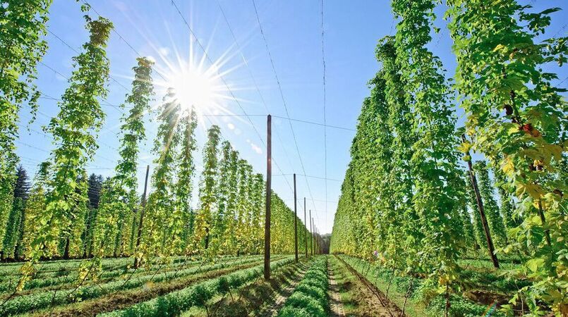 Embrapa testa bioinsumos para impulsionar produção de lúpulo | AGROemDIA